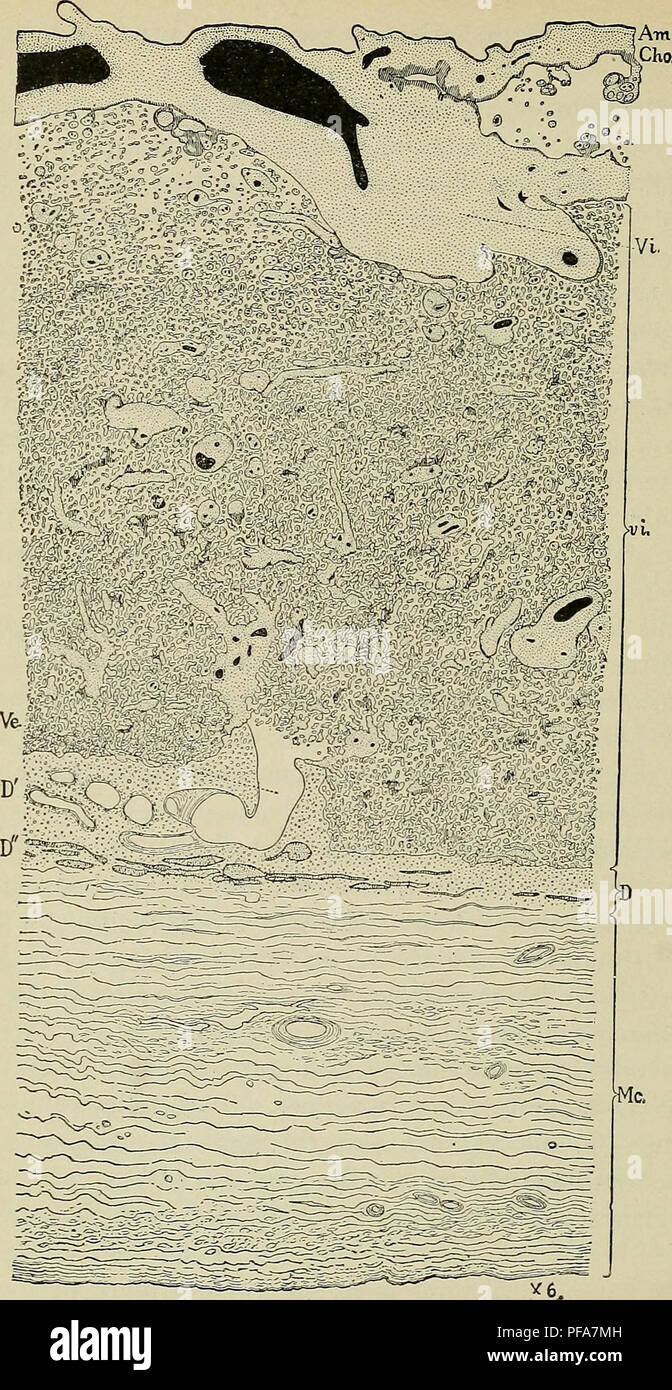 Chorion placenta hi-res stock photography and images - Alamy