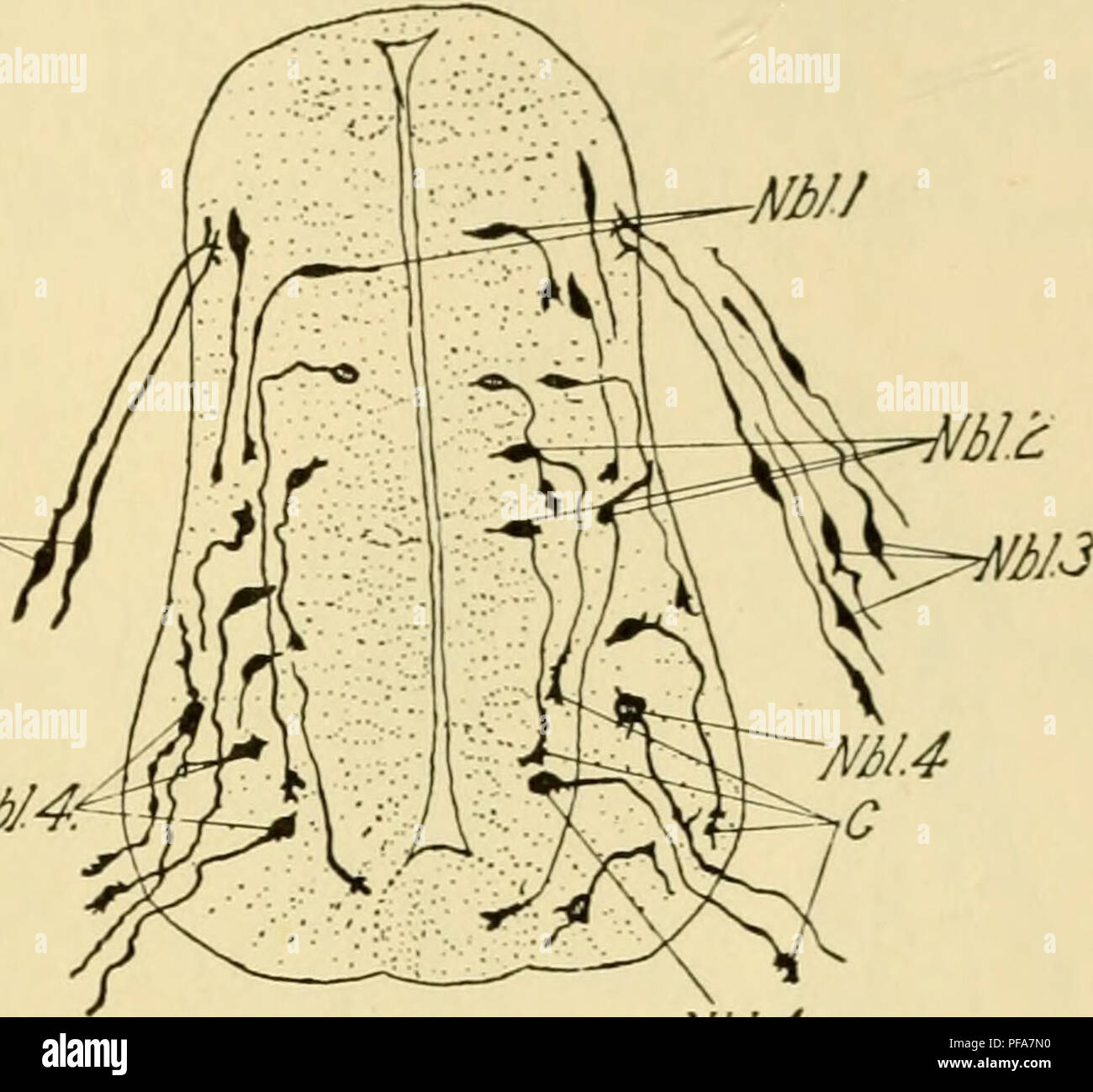 . The development of the chick : an introduction to embryology ...