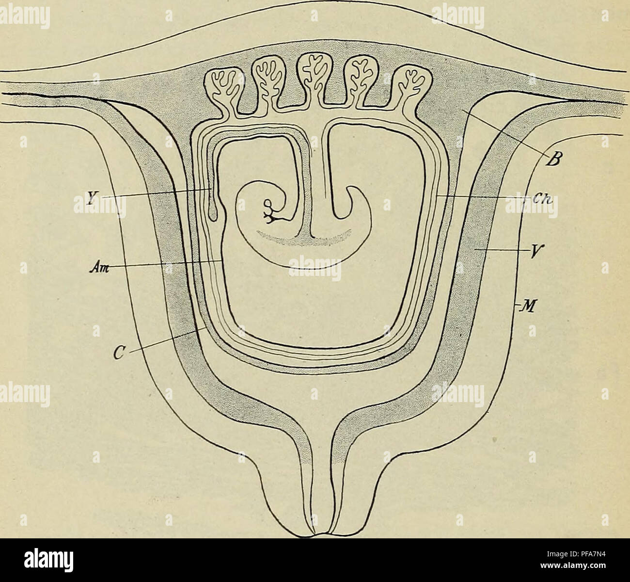 Stages pregnancy fetal development hi-res stock photography and images ...