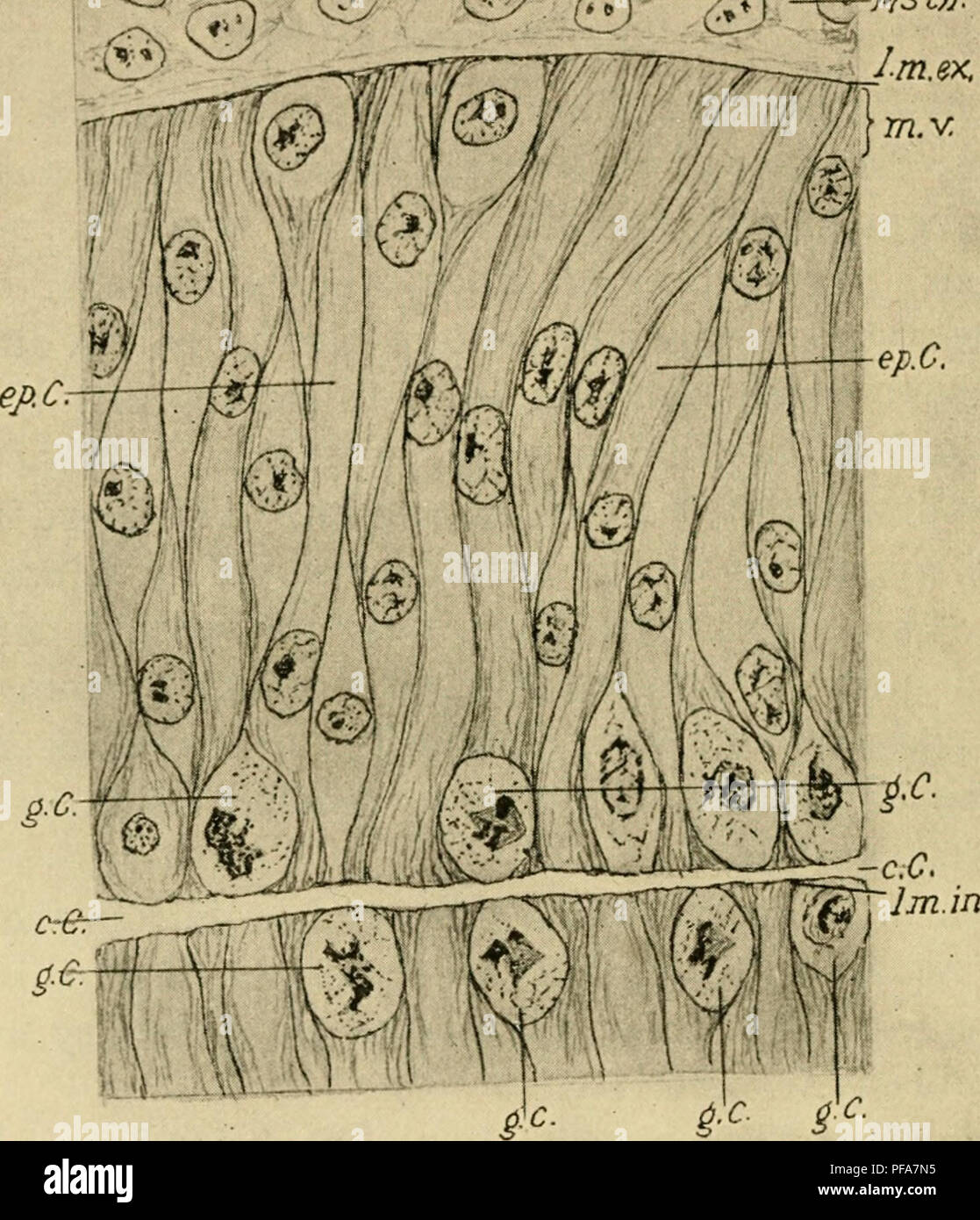 External limiting membrane hi-res stock photography and images - Alamy