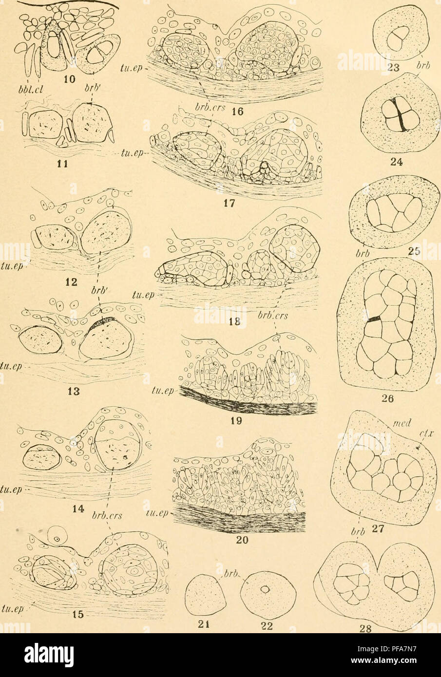 This illustration from Lynds Jones' study on the development of ...