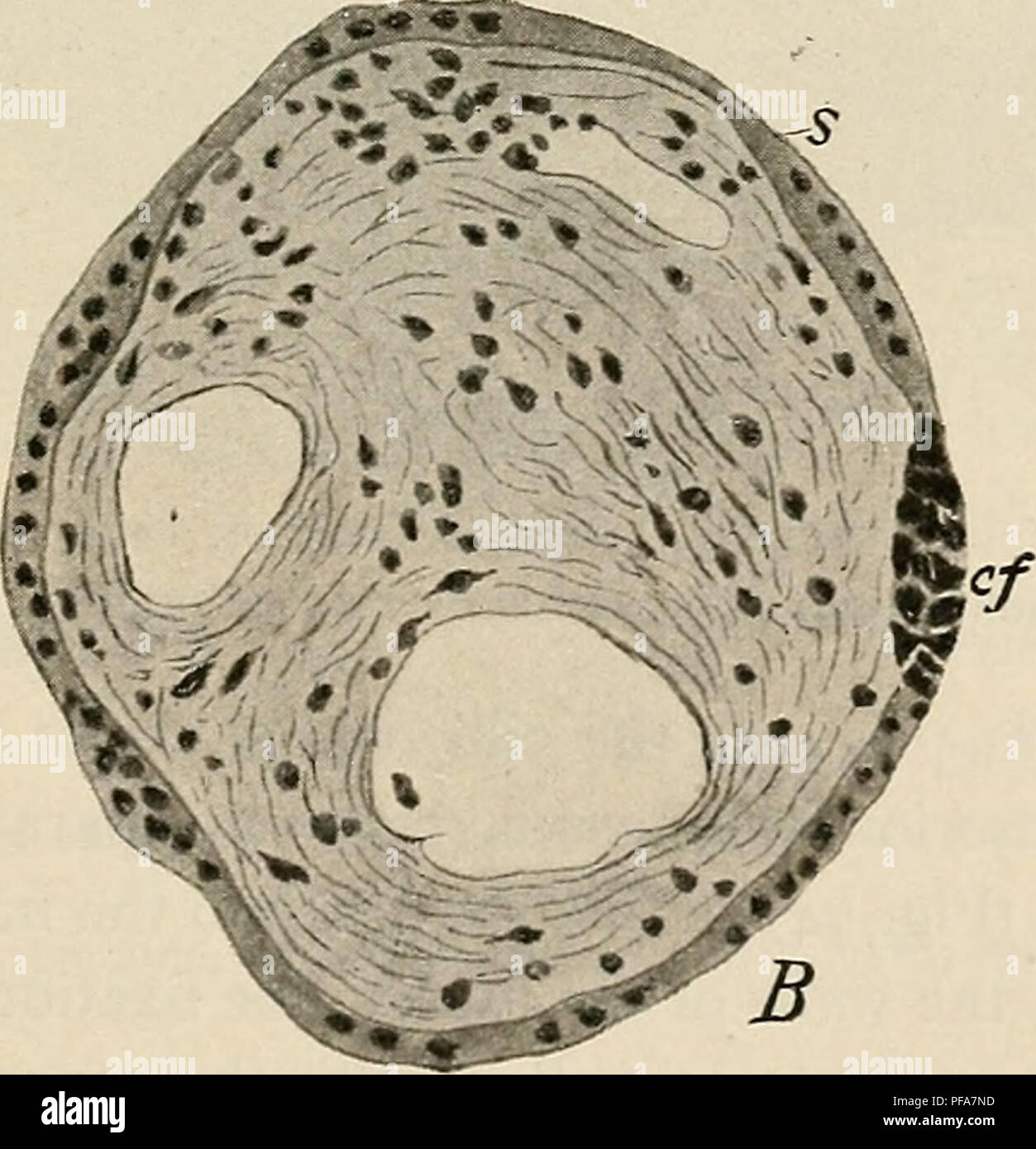 Chorionic Villi Development