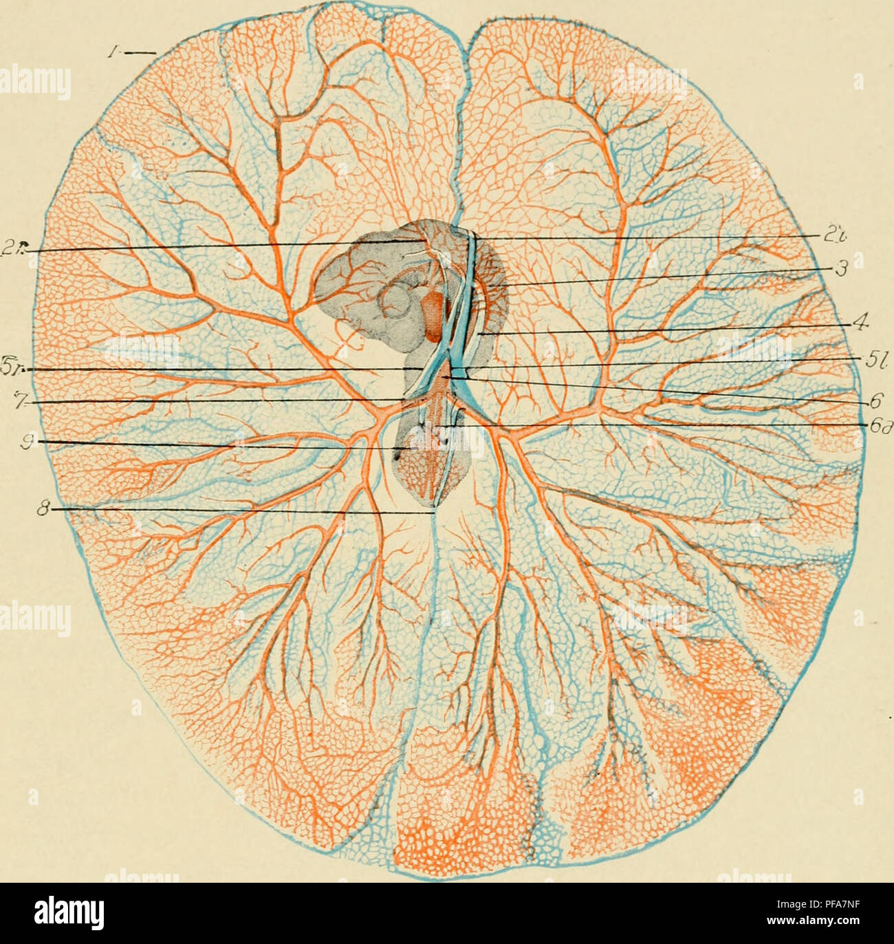 . The development of the chick : an introduction to embryology ...