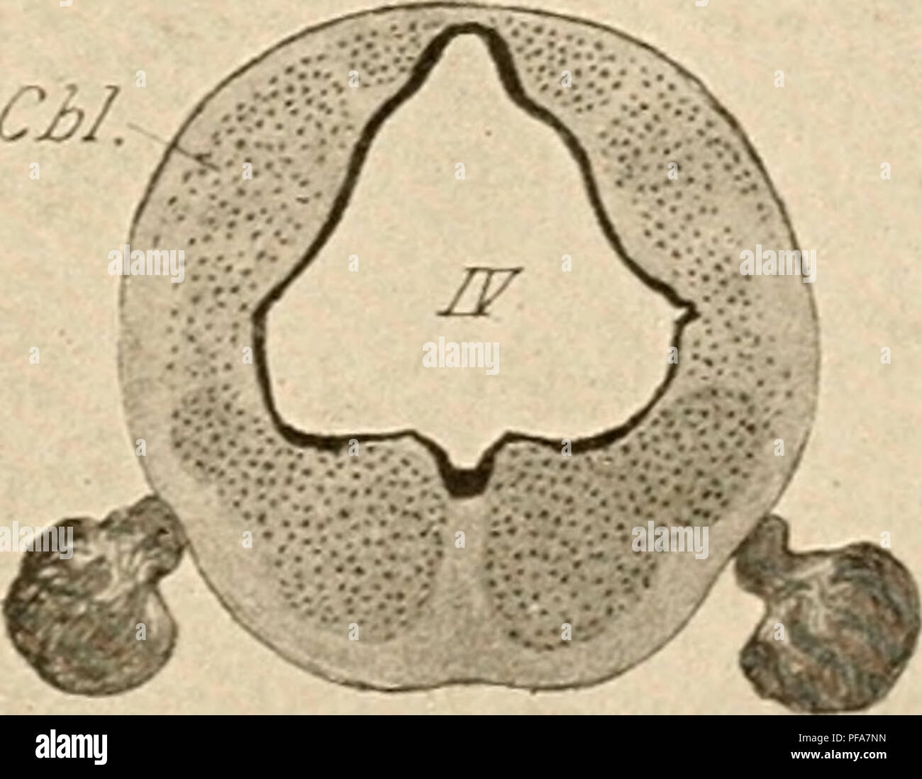 Transverse planes hi-res stock photography and images - Alamy
