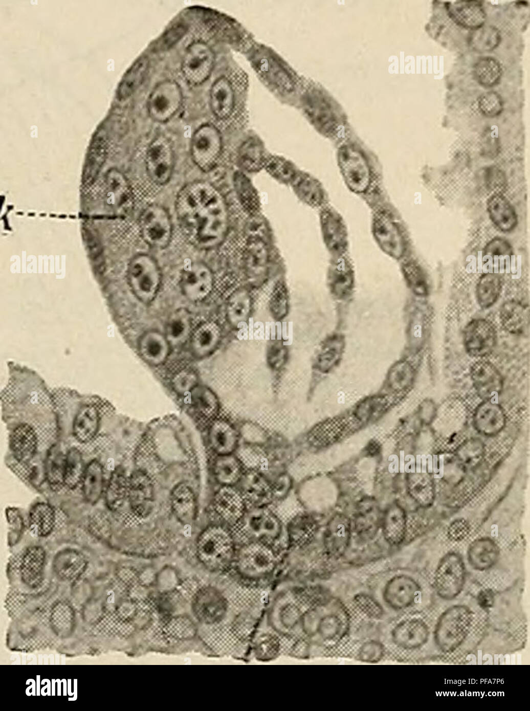 Embryo development implantation hi-res stock photography and images - Alamy