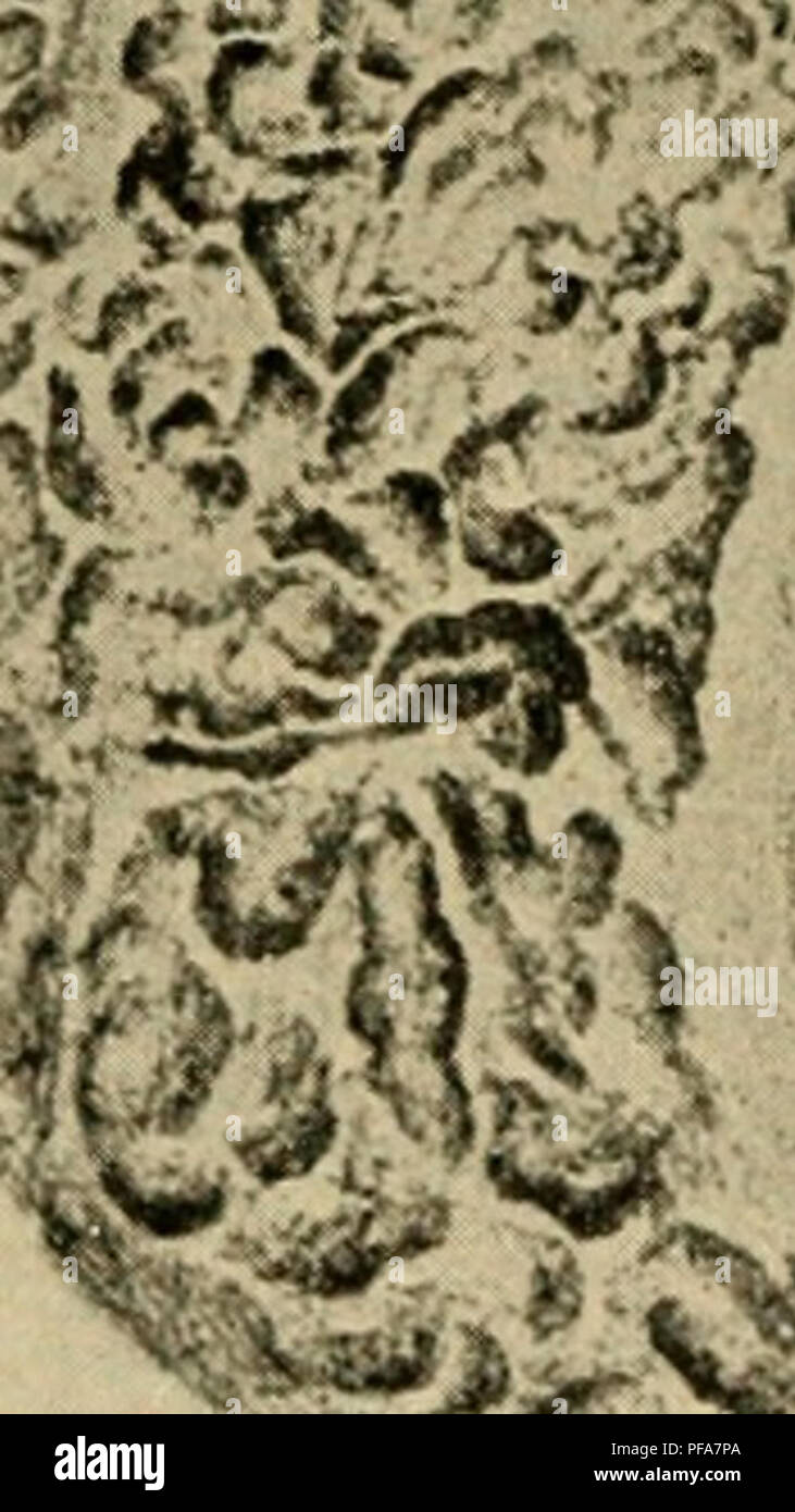 . The development of the chick : an introduction to embryology ...