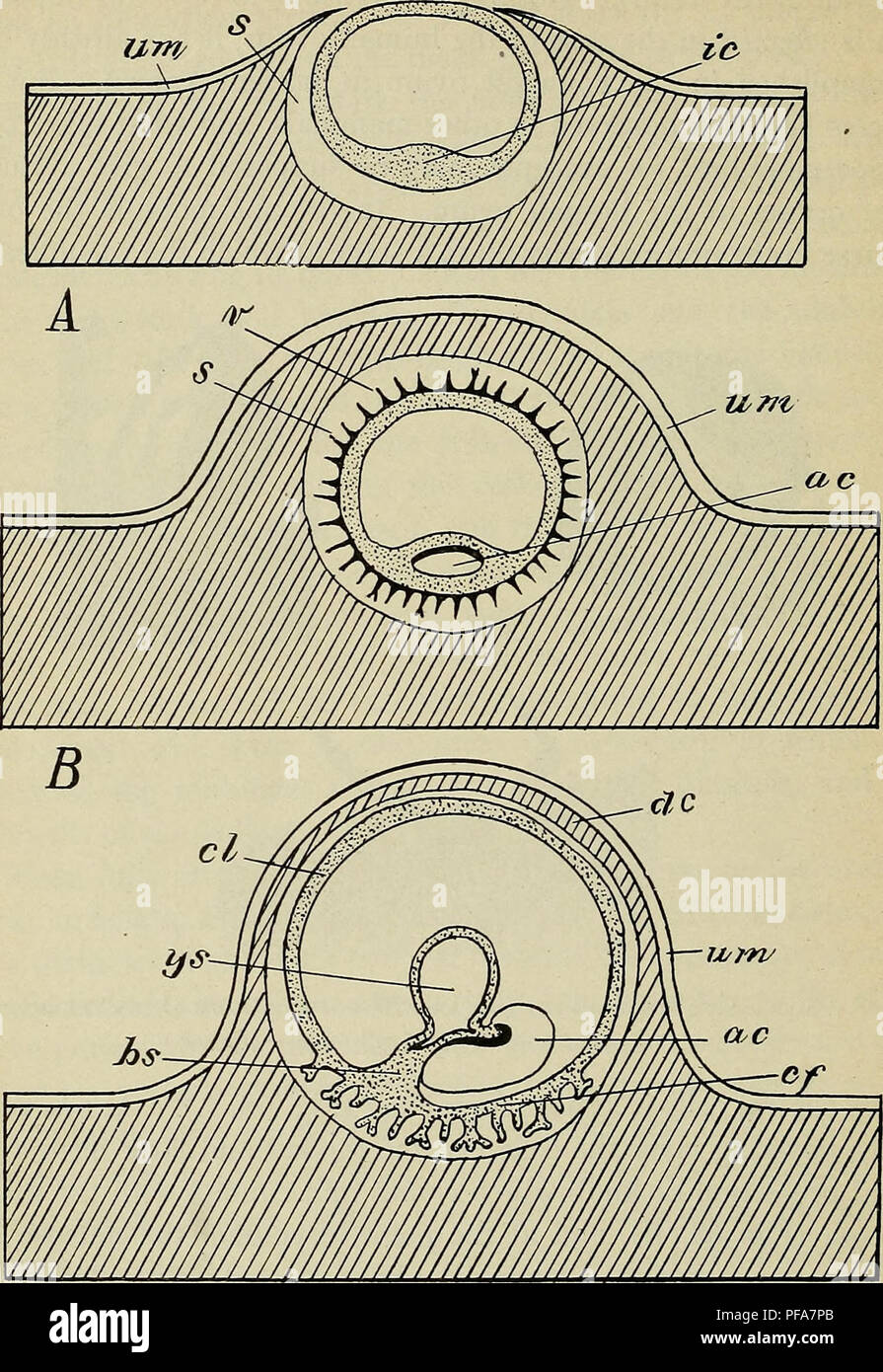Chorionic cavity hi-res stock photography and images - Alamy