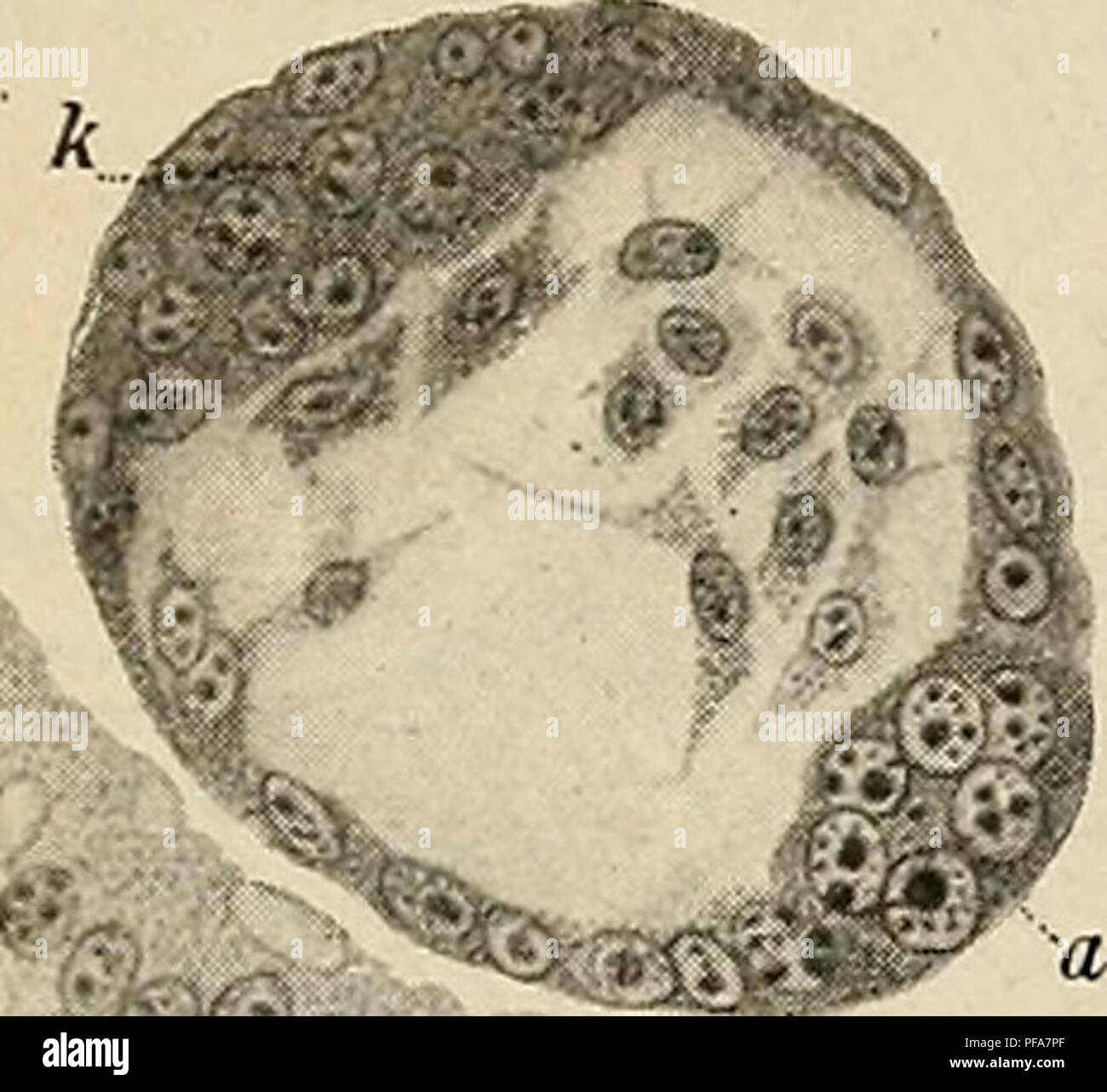 This manual on human embryology outlines the development of human ...