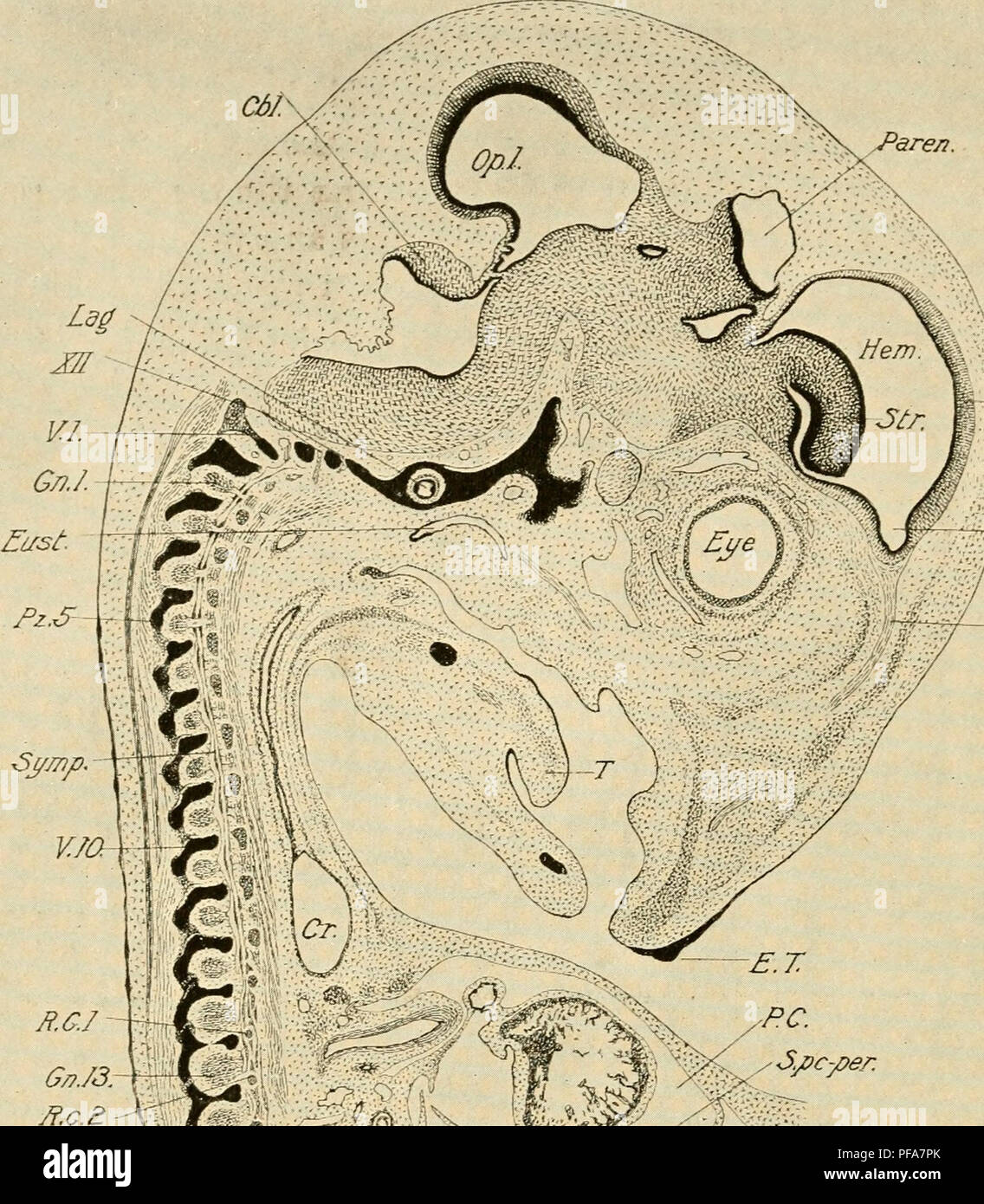 Embryo development 8 hi-res stock photography and images - Alamy