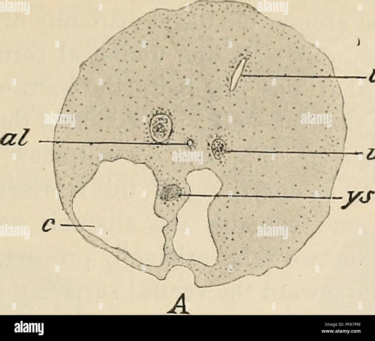 Embryonic development stages prenatal hi-res stock photography and ...