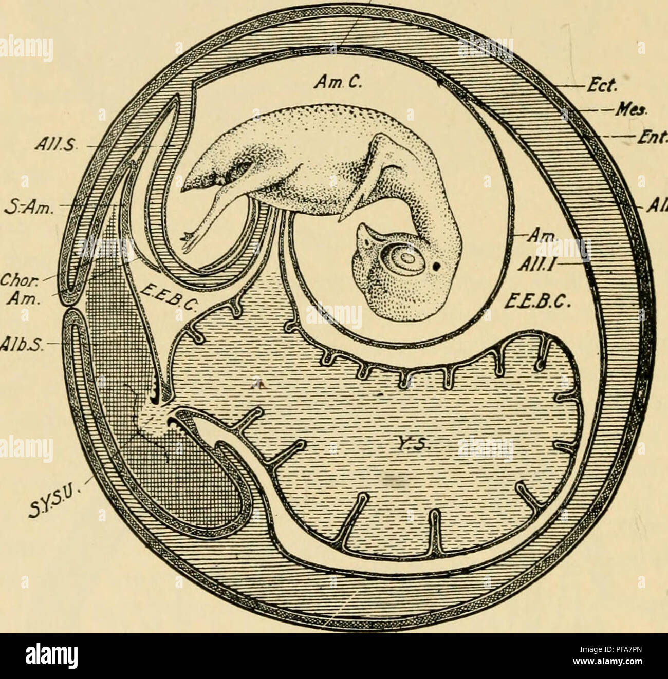 This text covers the development of the chick embryo, focusing on early ...