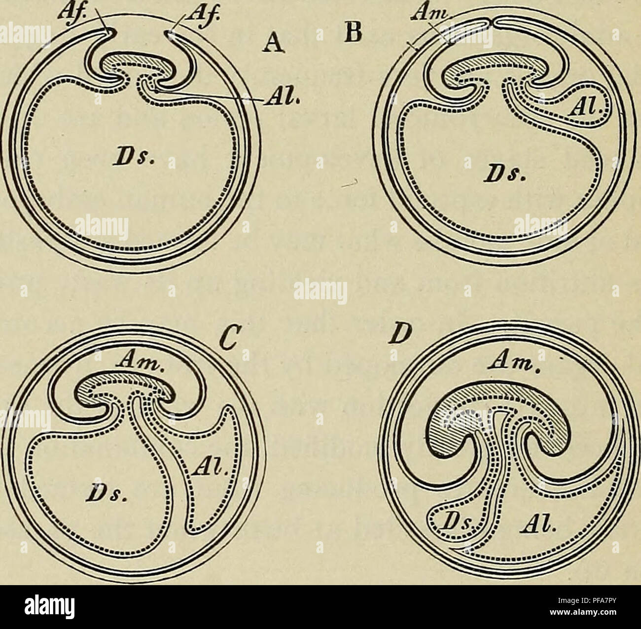 This manual explores human embryology, focusing on the development of ...