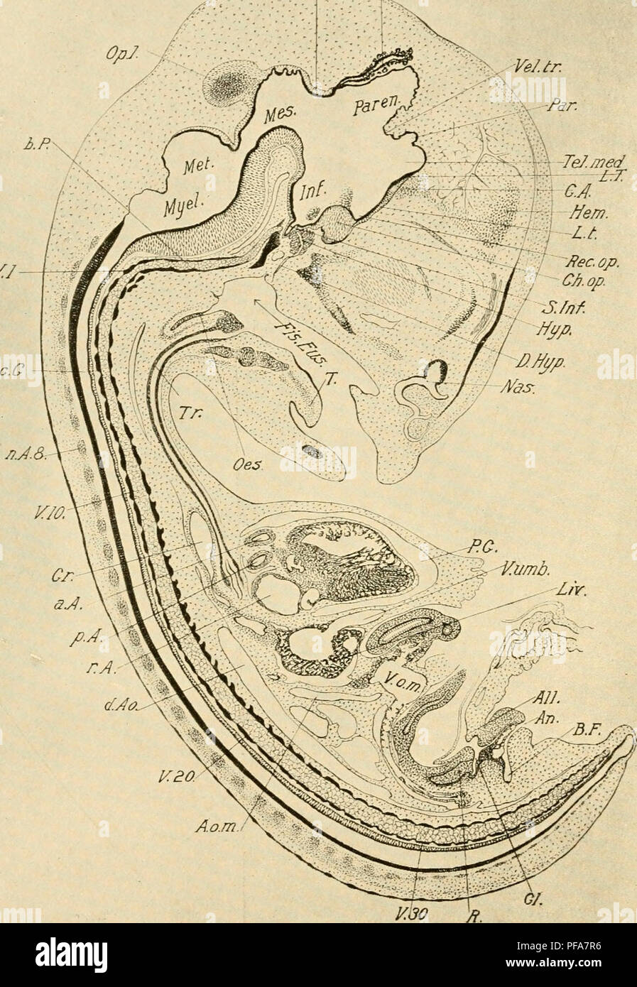 This text describes the stages of chick embryology, detailing the ...