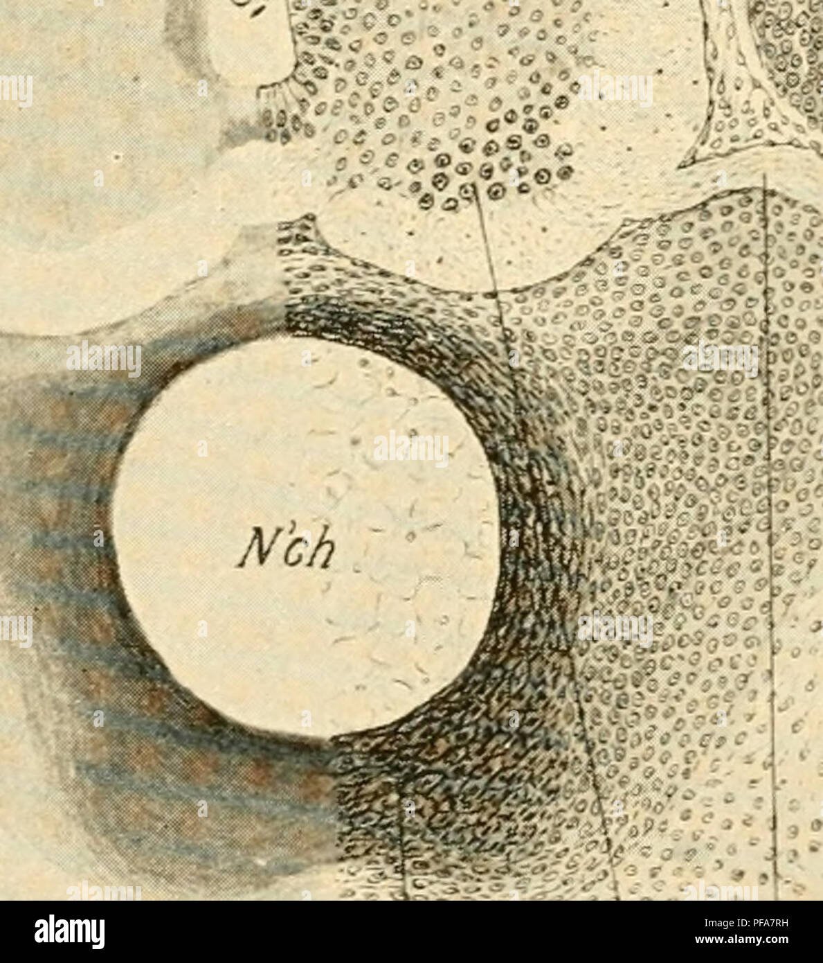 This text introduces embryology, focusing on the development of chicks ...