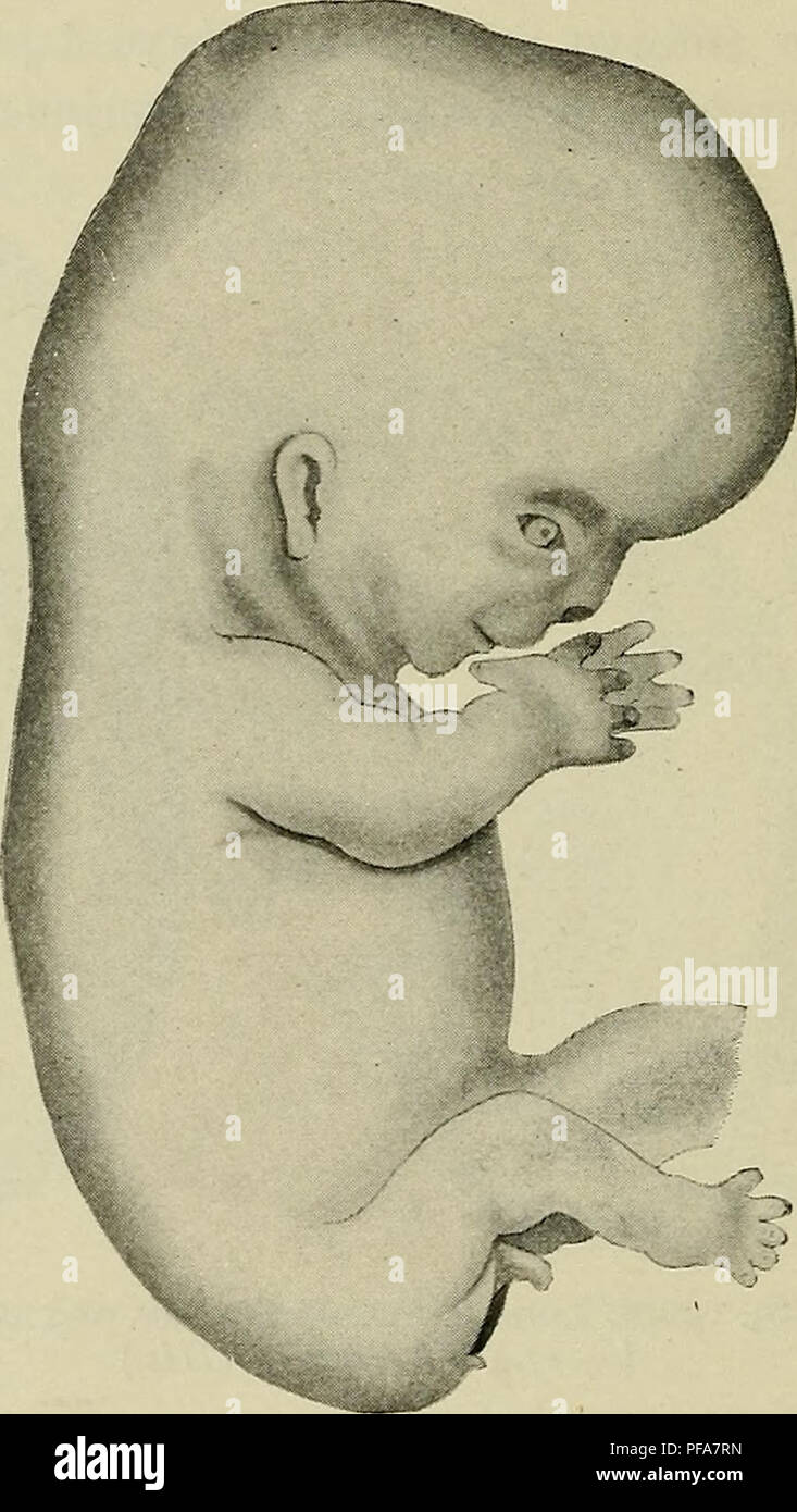 This manual discusses the development of human embryos, specifically ...