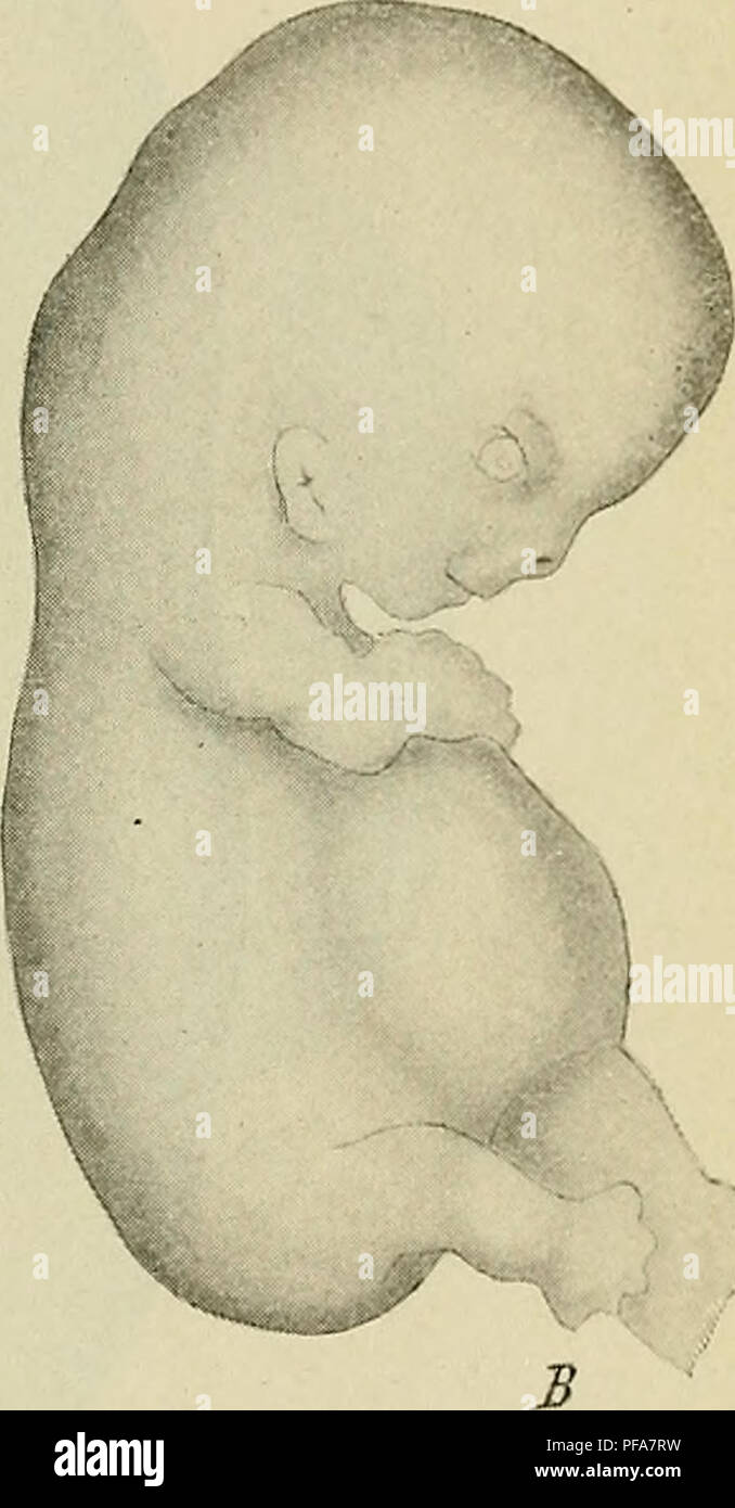 This manual on human embryology provides detailed descriptions of ...