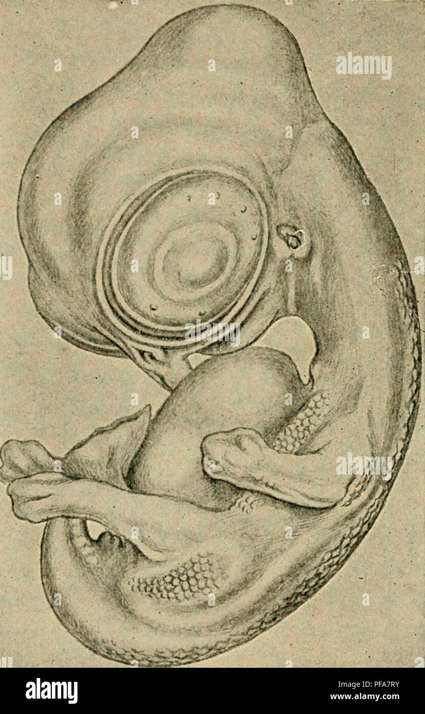 This study focuses on the embryological development of chicks, tracking ...