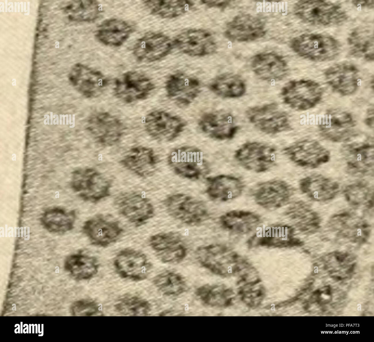 This image comes from Frank Lillie’s work on the development of the ...