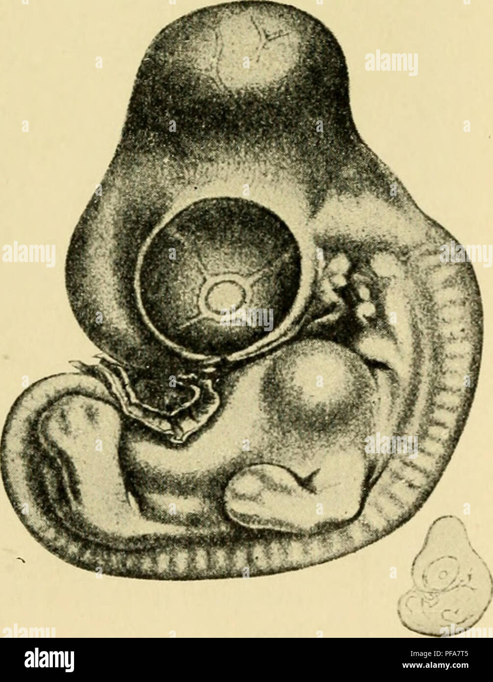 This text explores the early stages of chick embryology, focusing on ...