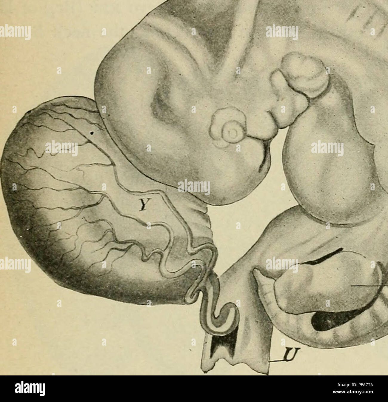 This manual provides detailed information on human embryology, focusing ...