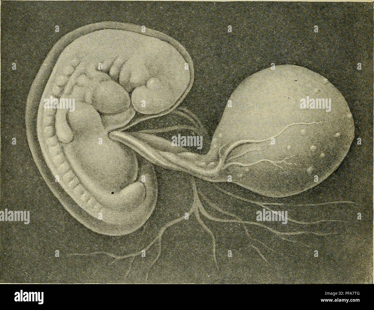 . The development of the human body : a manual of human embryology ...