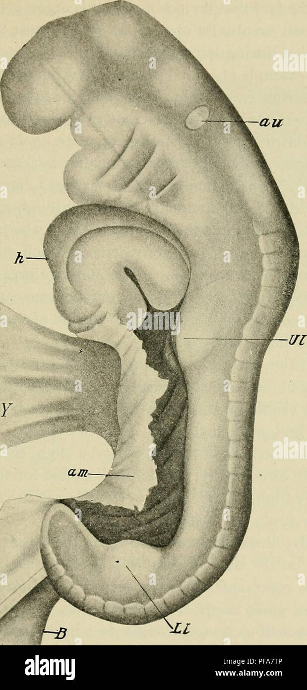 Human embryo heart development hi-res stock photography and images - Alamy