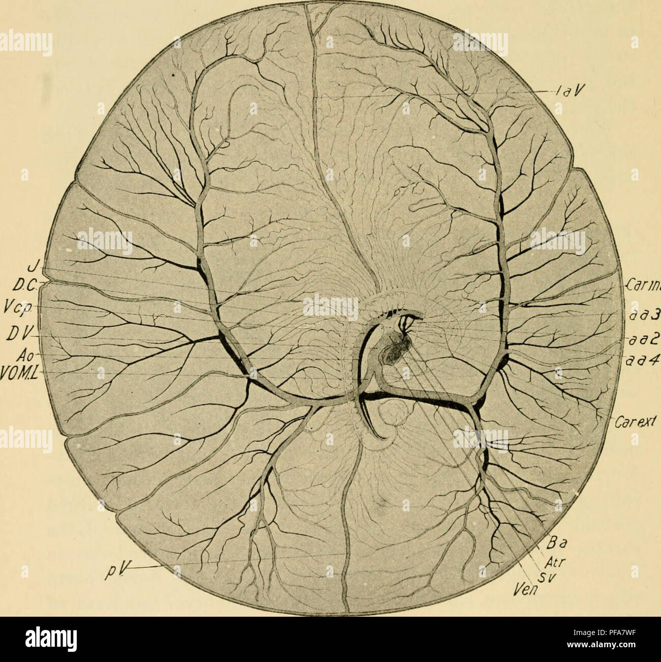 . The development of the chick : an introduction to embryology ...