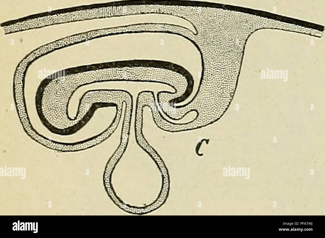 This work by James Playfair McMurrich presents an overview of human ...