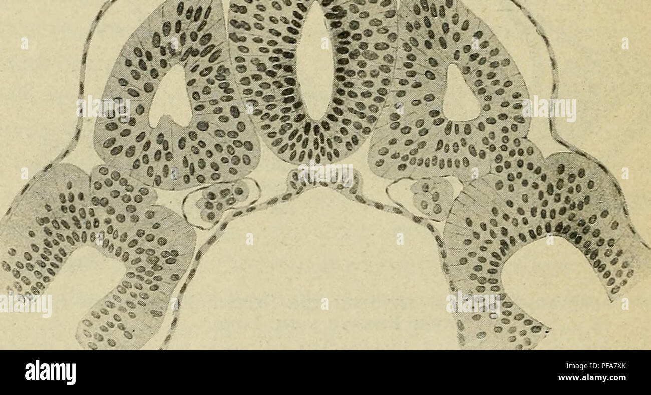 This manual provides detailed descriptions of human embryology ...