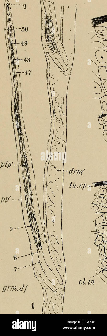This plate illustrates the development of nestling feathers in birds ...