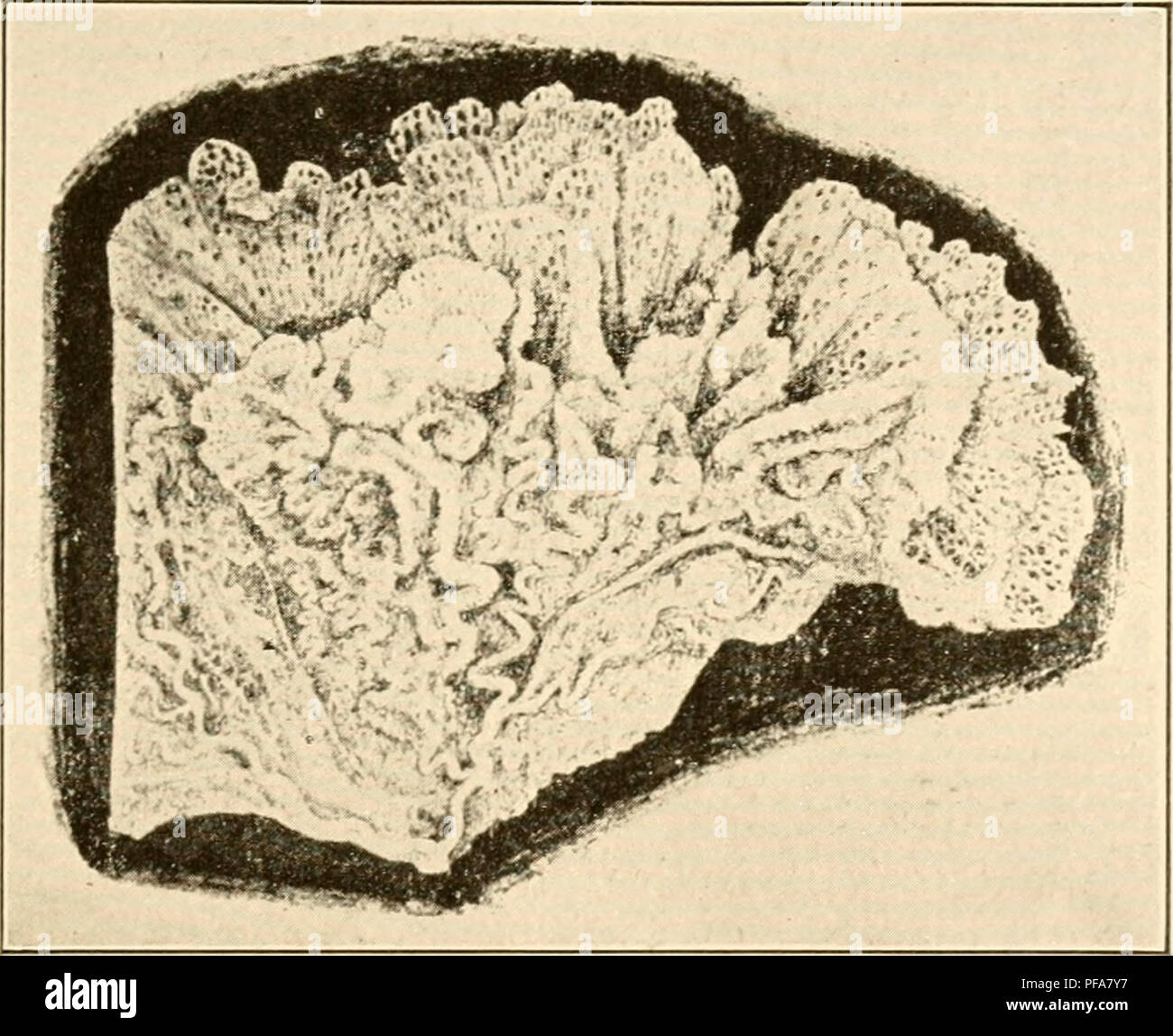 This text provides a detailed introduction to chick embryology ...