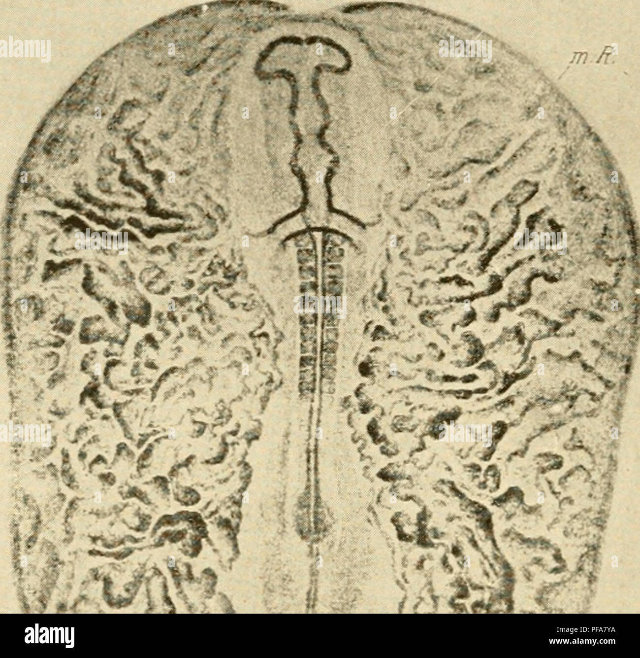 This text provides a detailed account of the early stages of chick ...