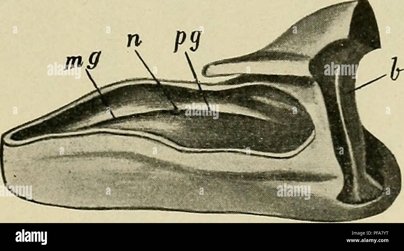 Neural tube embryo hi-res stock photography and images - Alamy