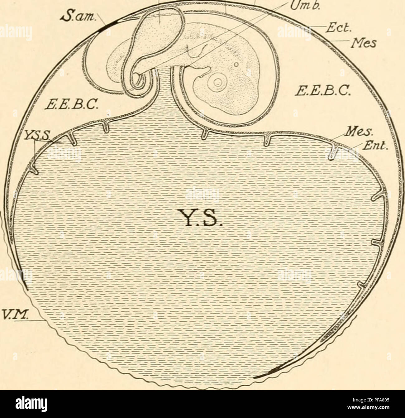 Chick embryo development hi-res stock photography and images - Alamy