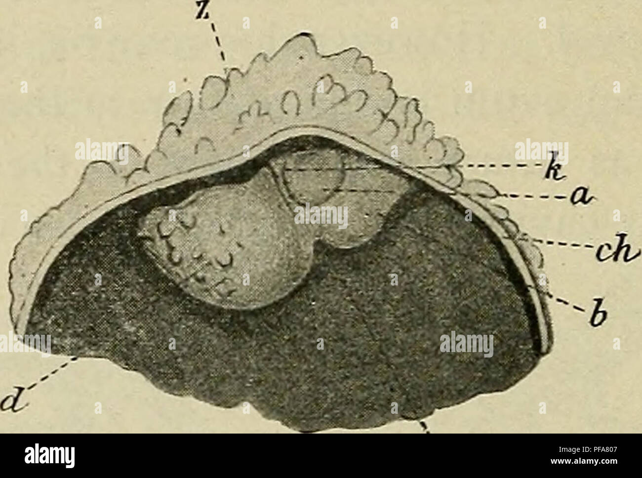 . The development of the human body : a manual of human embryology ...