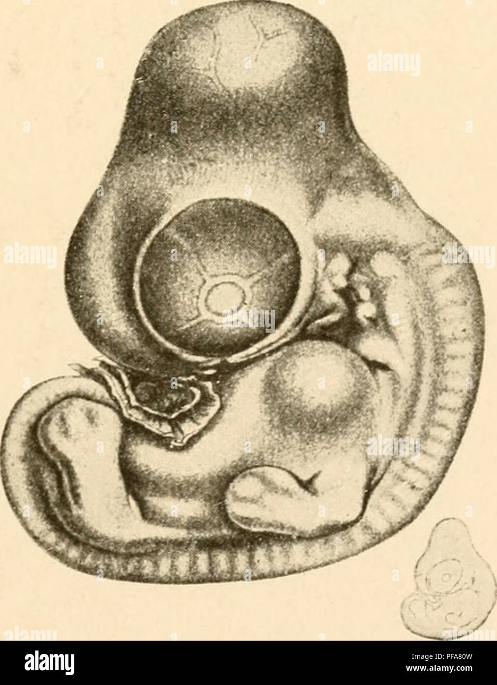 This image shows the embryonic development of a chick at two stages: 3 ...