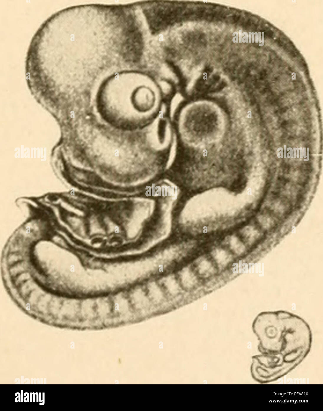 This book focuses on the embryological development of chicks ...