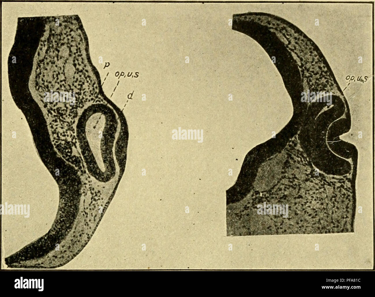 . The development of the chick : an introduction to embryology ...