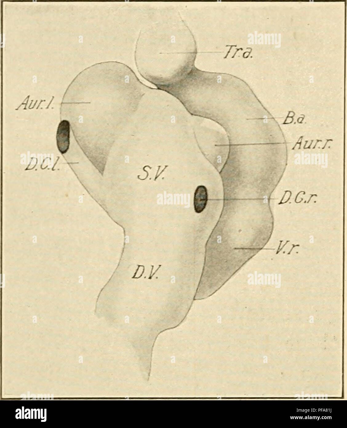 This text outlines the embryological development of a chick ...