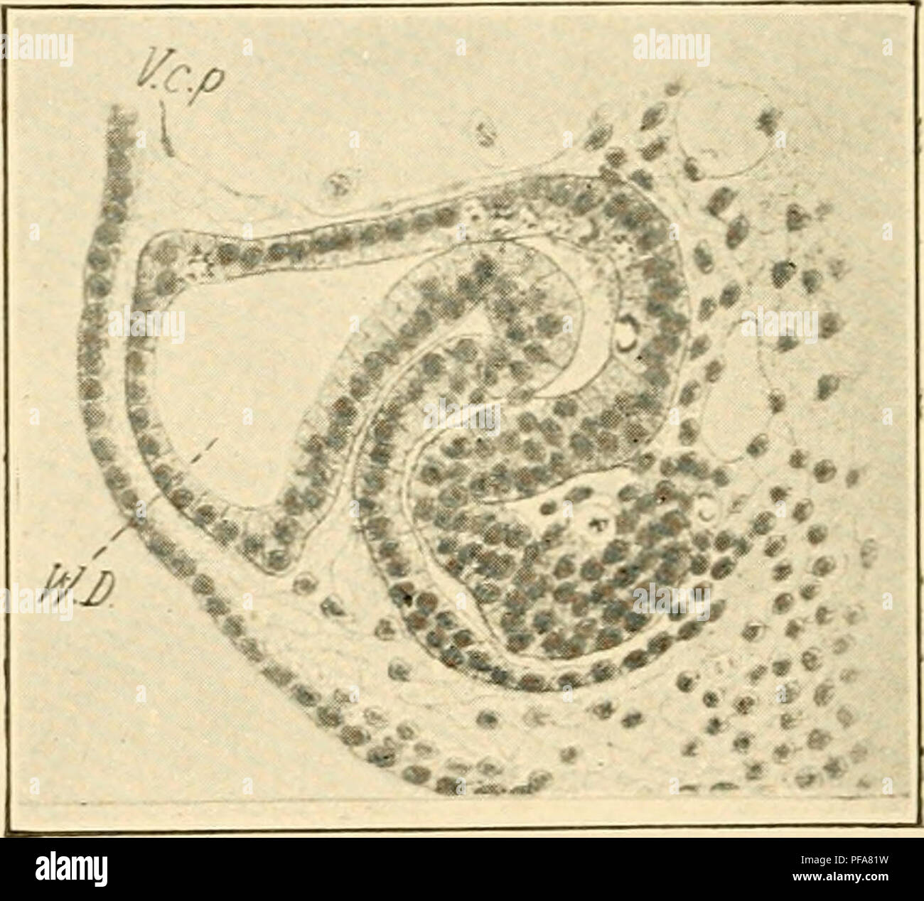 This work on bird embryology presents detailed illustrations of chick ...
