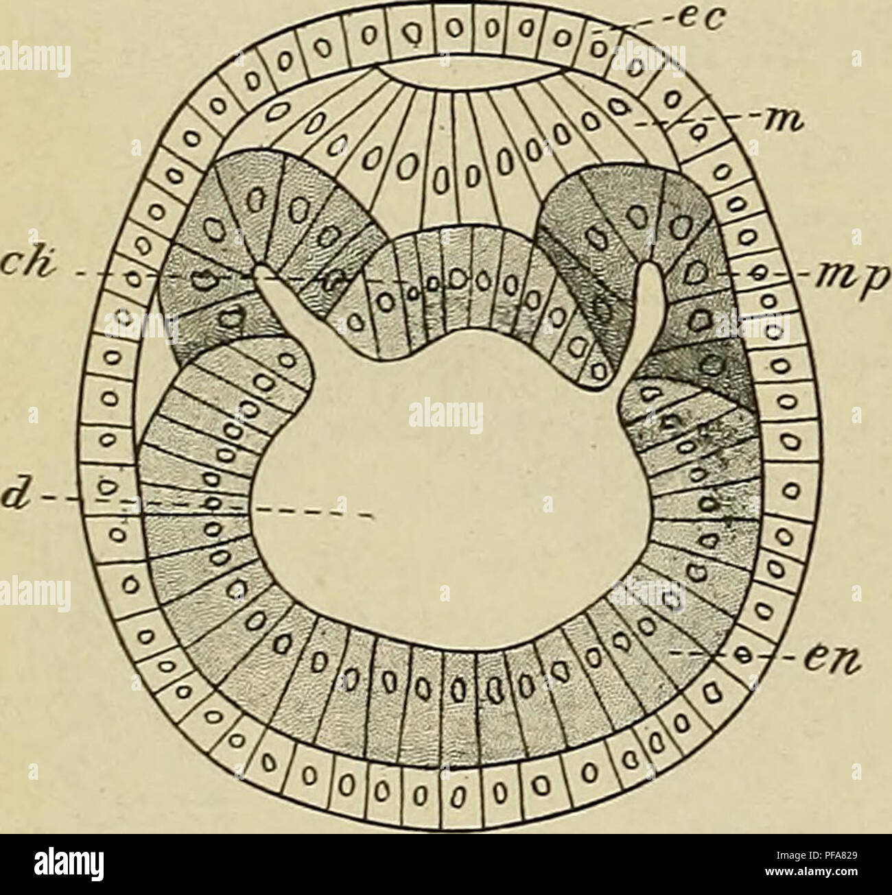 Triploblastic hi-res stock photography and images - Alamy