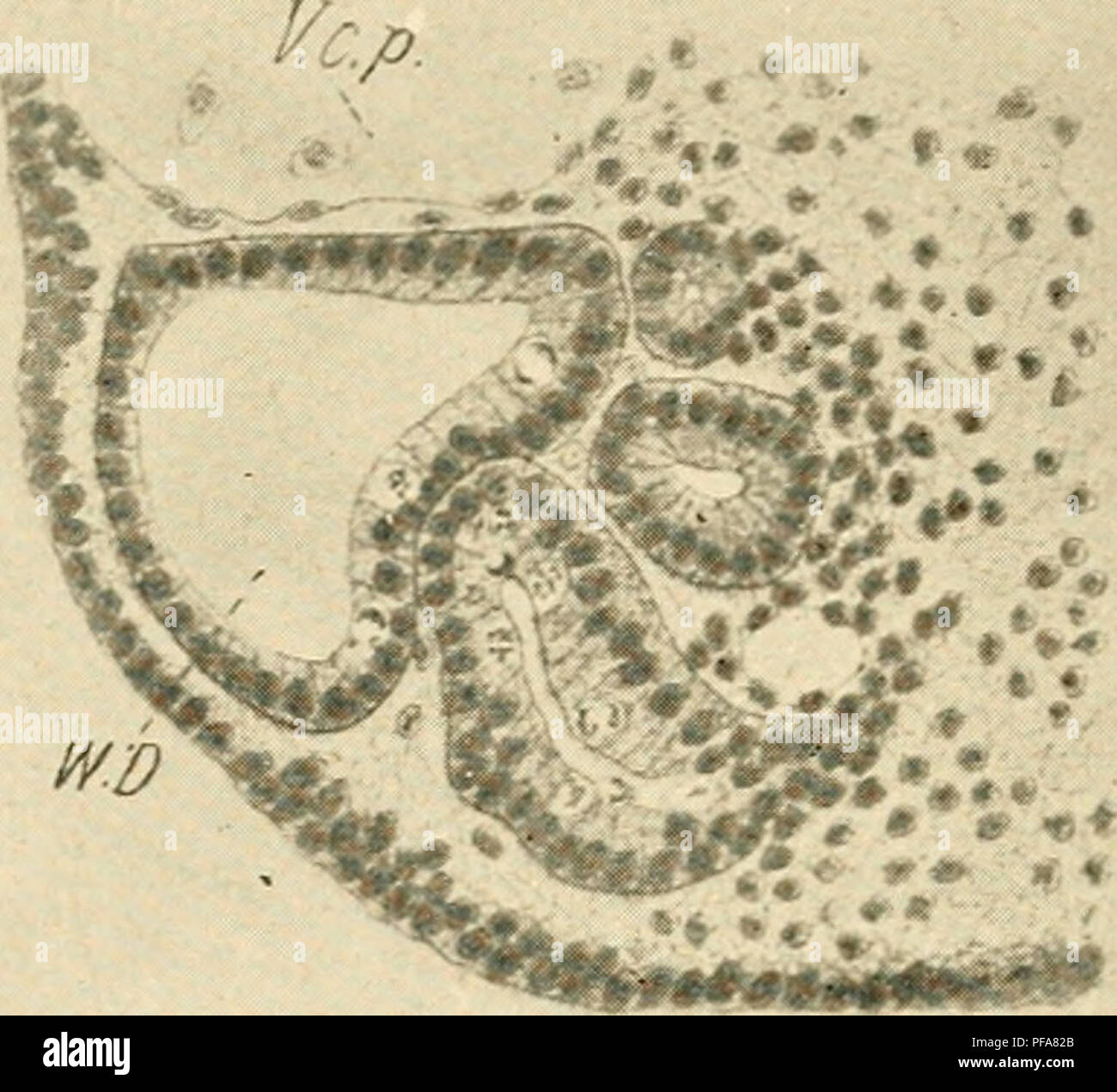 Illustration from Frank Rattray Lillie’s 'The Development of the Chick ...