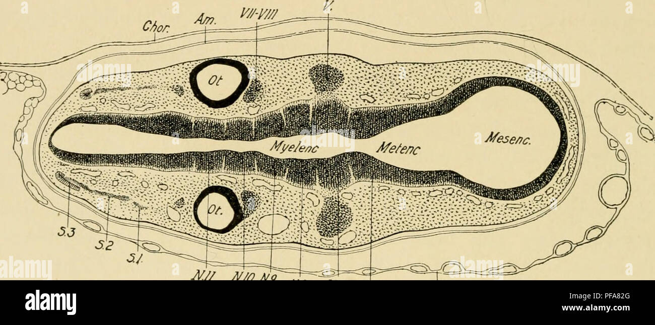 This study of chick embryology details the developmental stages of the ...