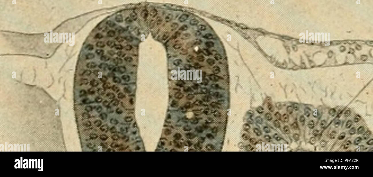 This work provides an introduction to the embryological development of ...