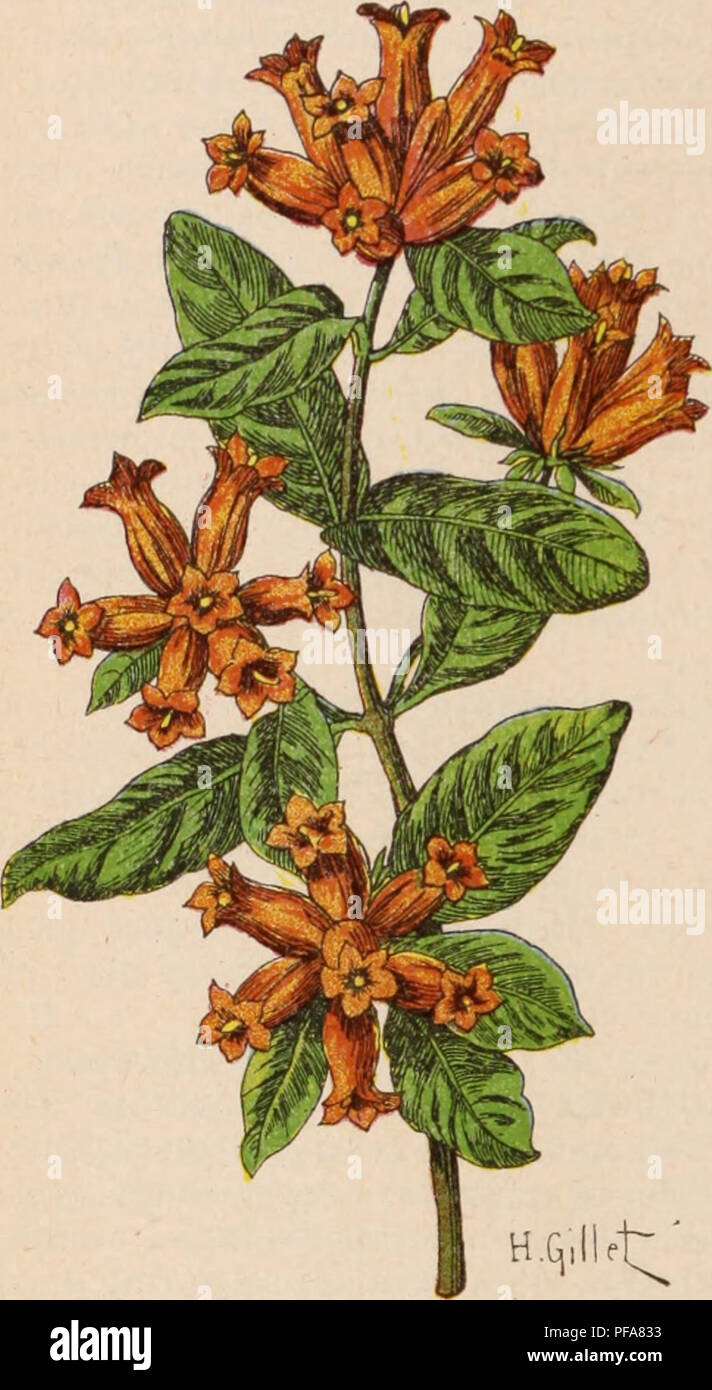 Plante de multiplication hi-res stock photography and images - Alamy
