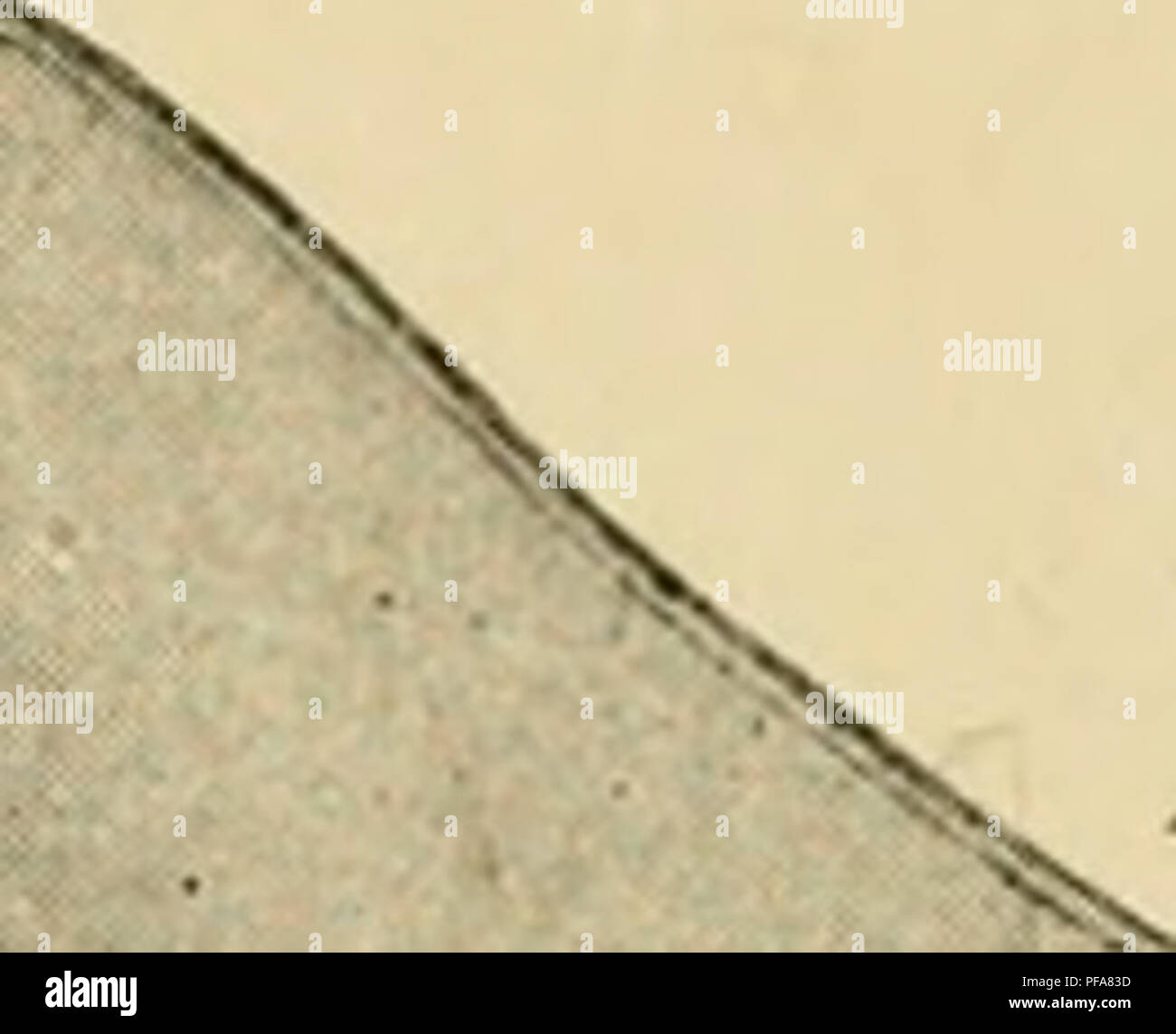 This work by Frank Rattray Lillie presents a detailed study of chick ...