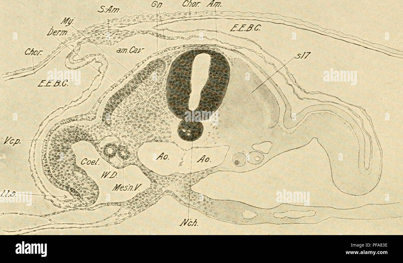 . The development of the chick; an introduction to embryology. Birds ...