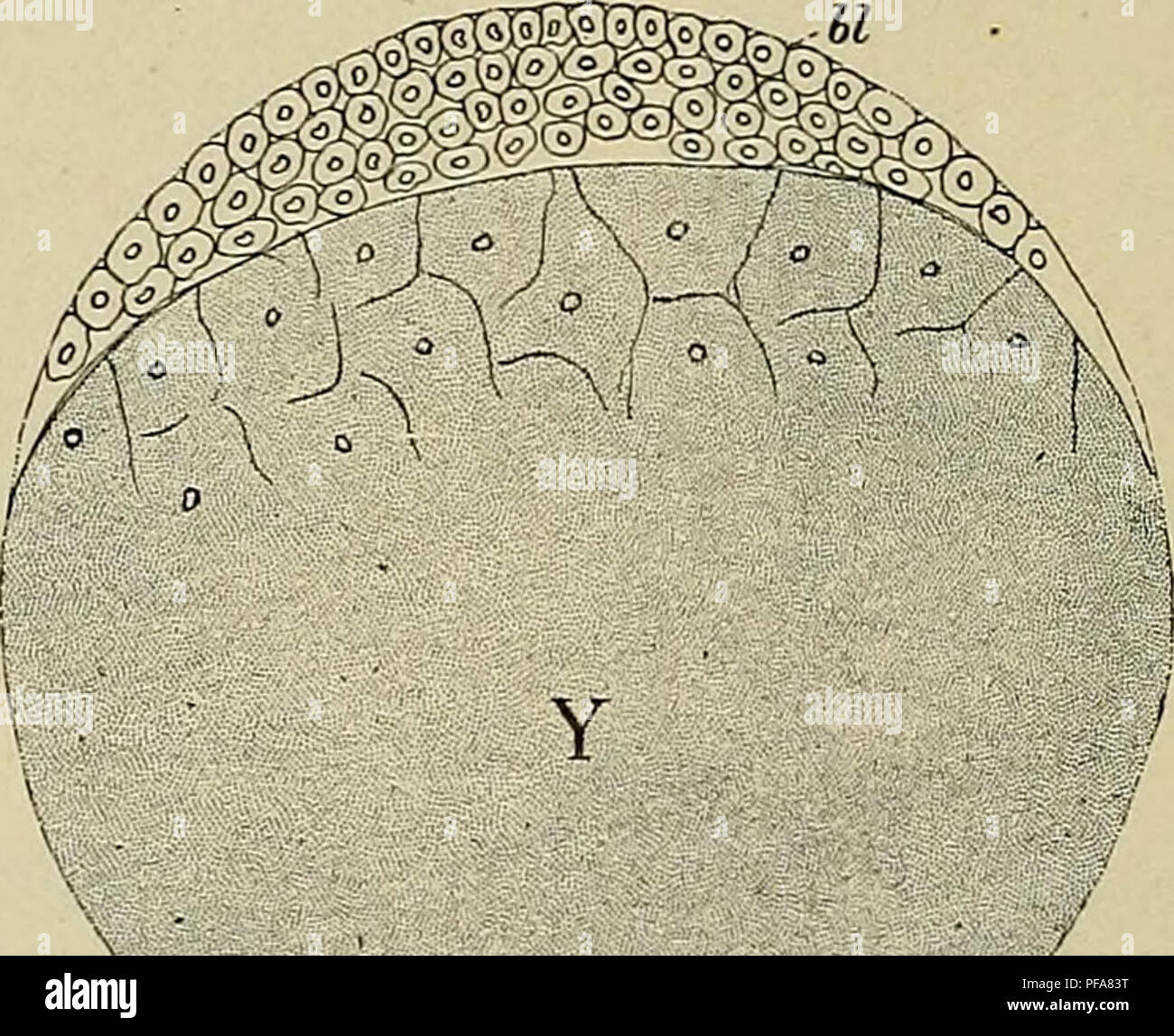 . The development of the human body : a manual of human embryology ...