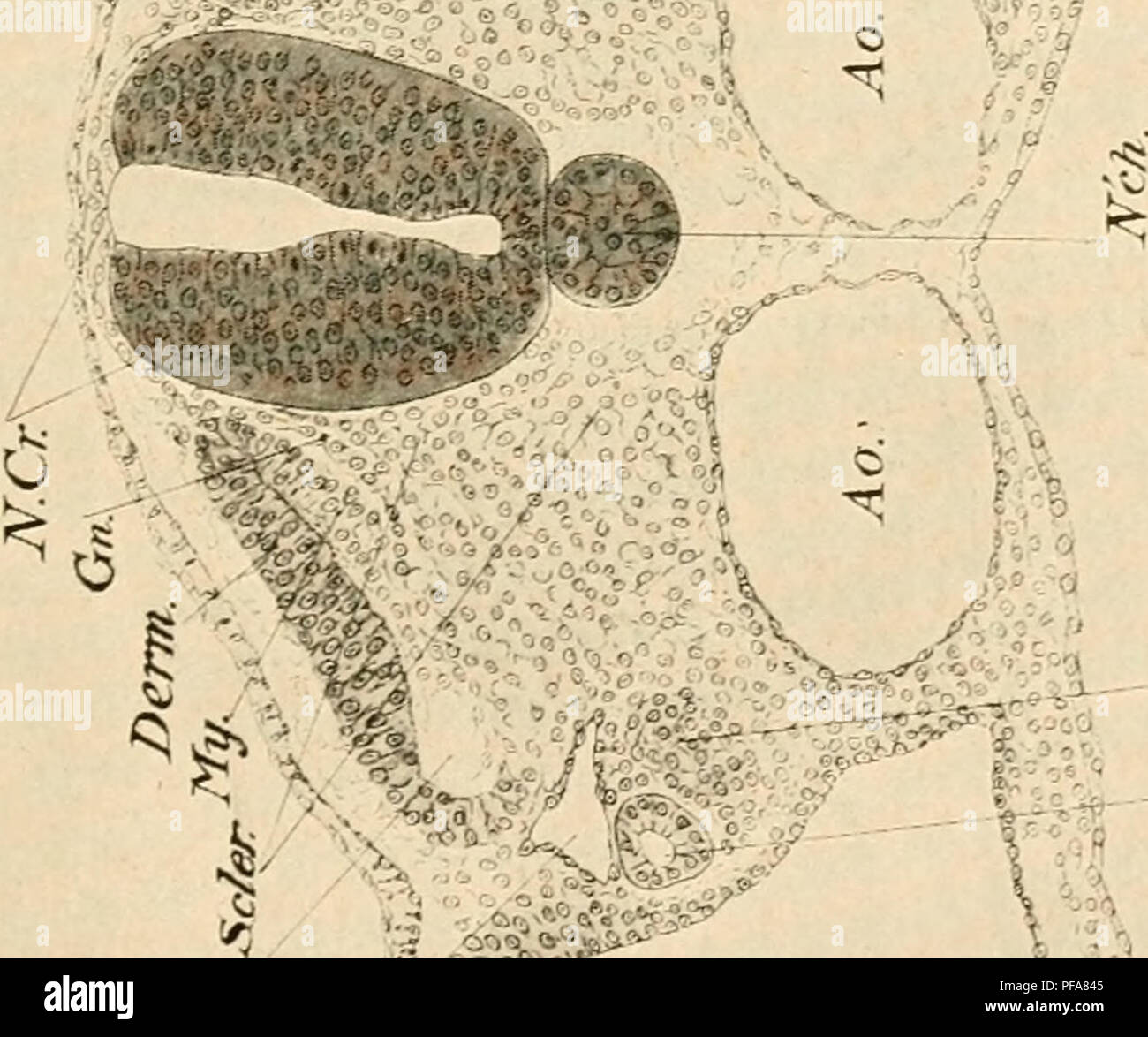 This book introduces embryology through the study of the development of ...