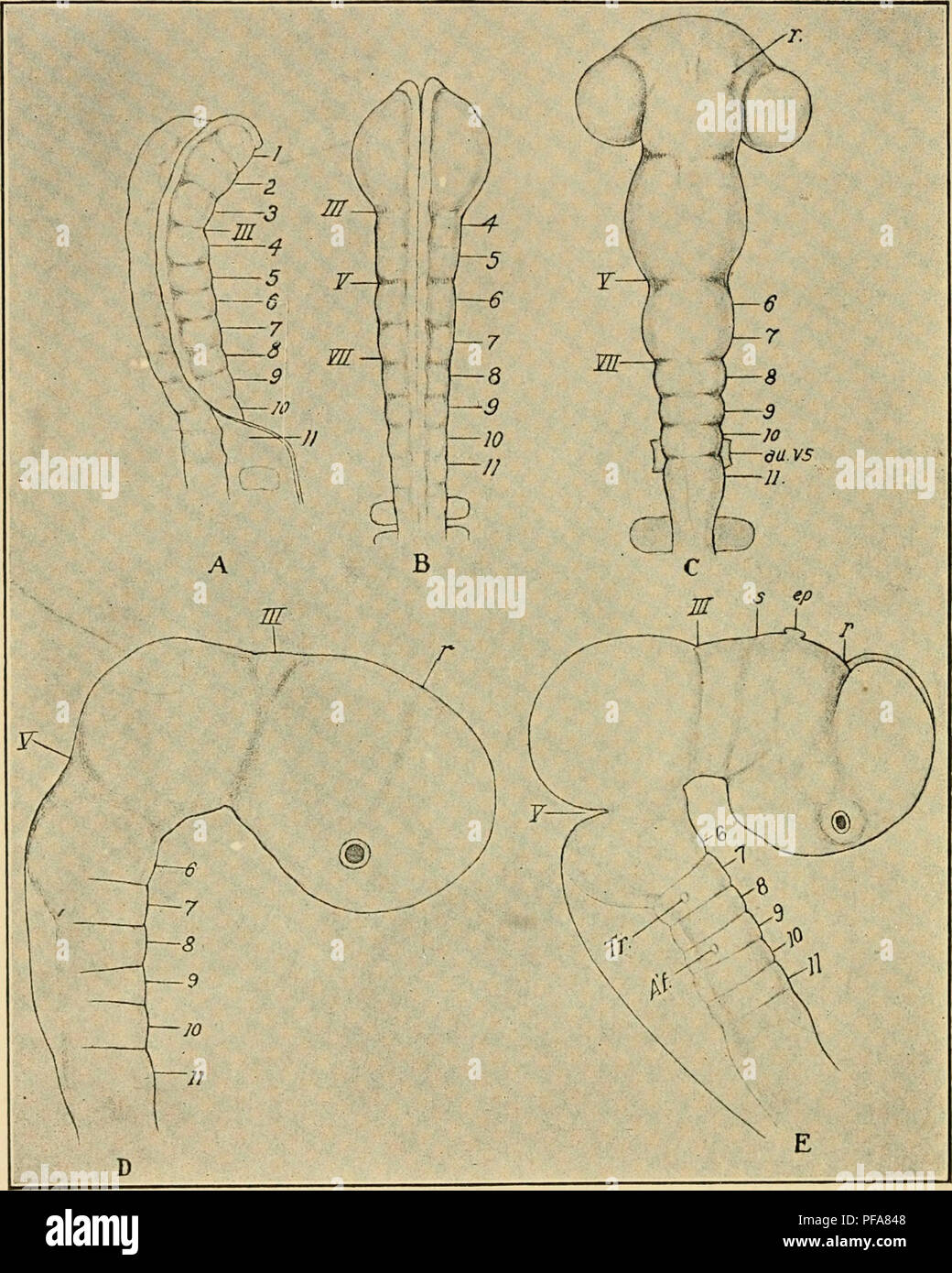 This text provides an overview of chick embryology, illustrating five ...
